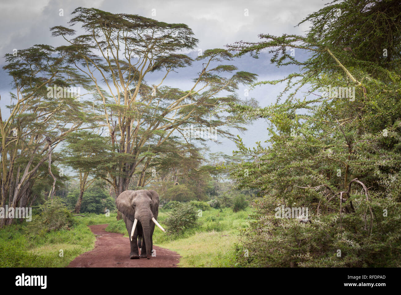 Ngorongoro Crater, ancient volcanic caldera and one of Africa's most ...