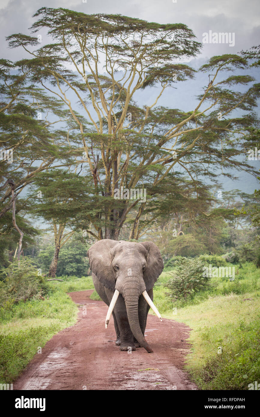 Ngorongoro Crater, ancient volcanic caldera and one of Africa's most ...
