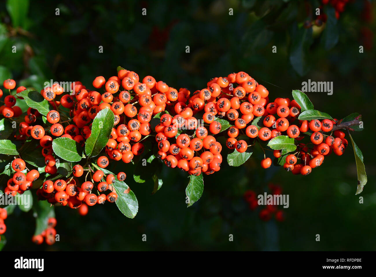 scarlet firethorn, red firethorn, Mittelmeer-Feuerdorn, Europäischer ...