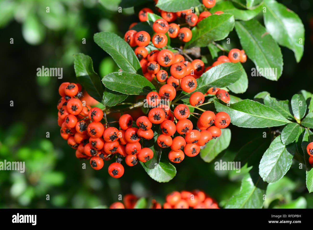 scarlet firethorn, red firethorn, Mittelmeer-Feuerdorn, Europäischer ...