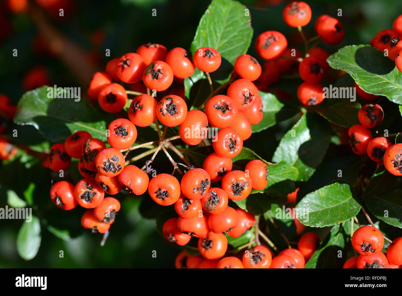 scarlet firethorn, red firethorn, Mittelmeer-Feuerdorn, Europäischer ...