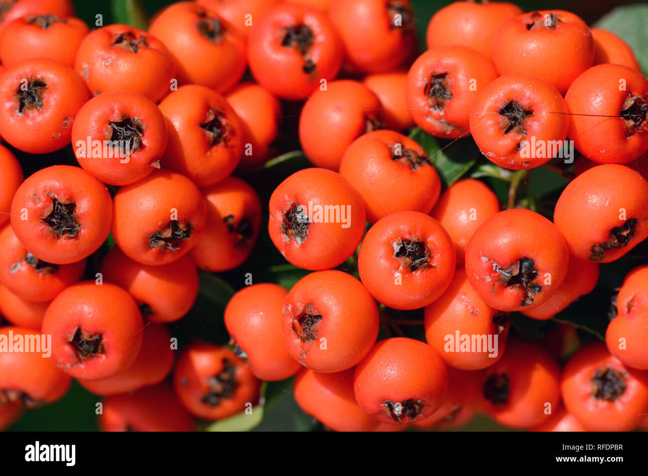 scarlet firethorn, red firethorn, Mittelmeer-Feuerdorn, Europäischer ...