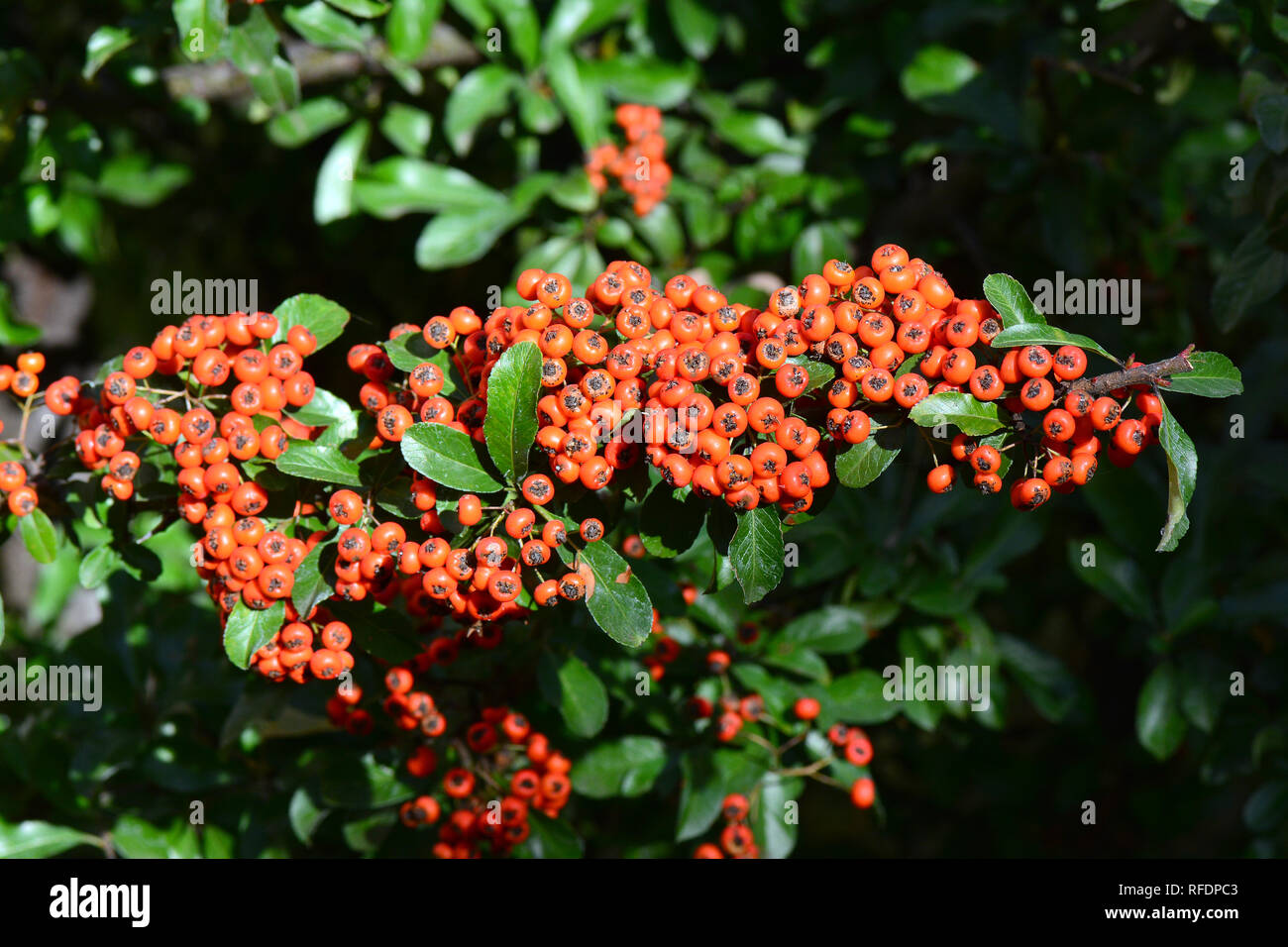 scarlet firethorn, red firethorn, Mittelmeer-Feuerdorn, Europäischer ...
