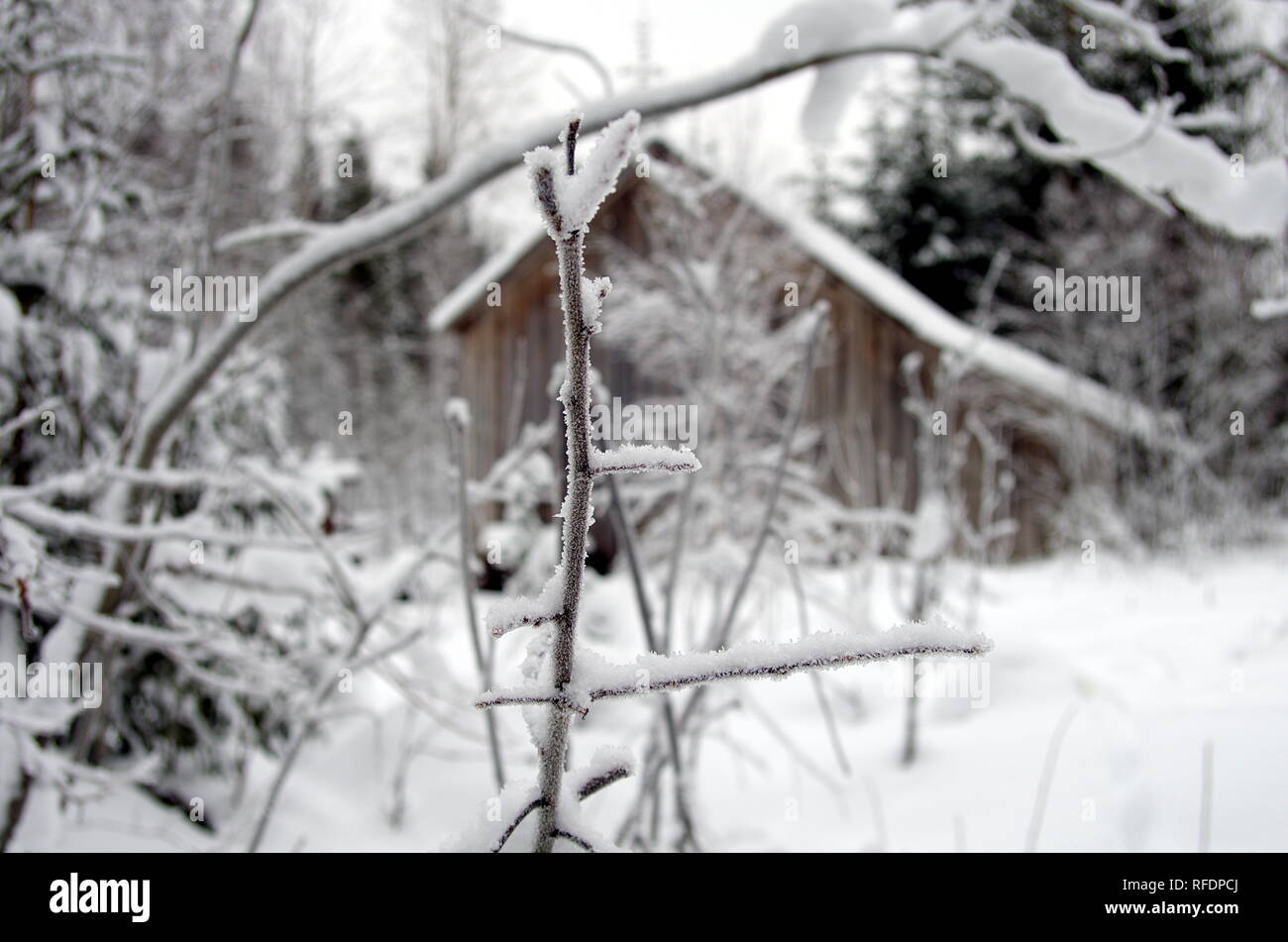 Birkebeiner hi-res stock photography and images - Alamy