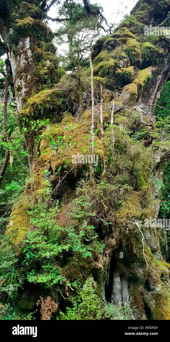 Doubtful Sound Ancient Tree, New Zealand, South Island, NZ Stock Photo ...