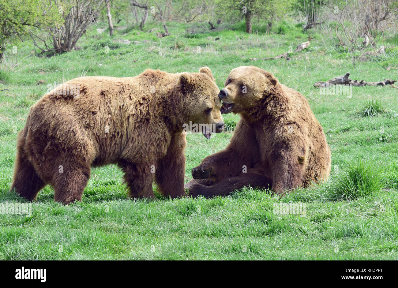 Barna medve hi-res stock photography and images - Alamy