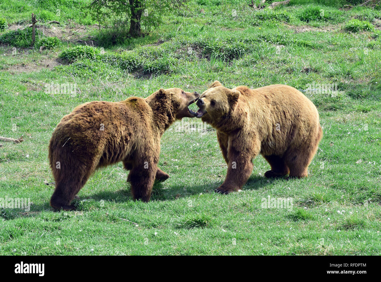 Barna medve hi-res stock photography and images - Alamy