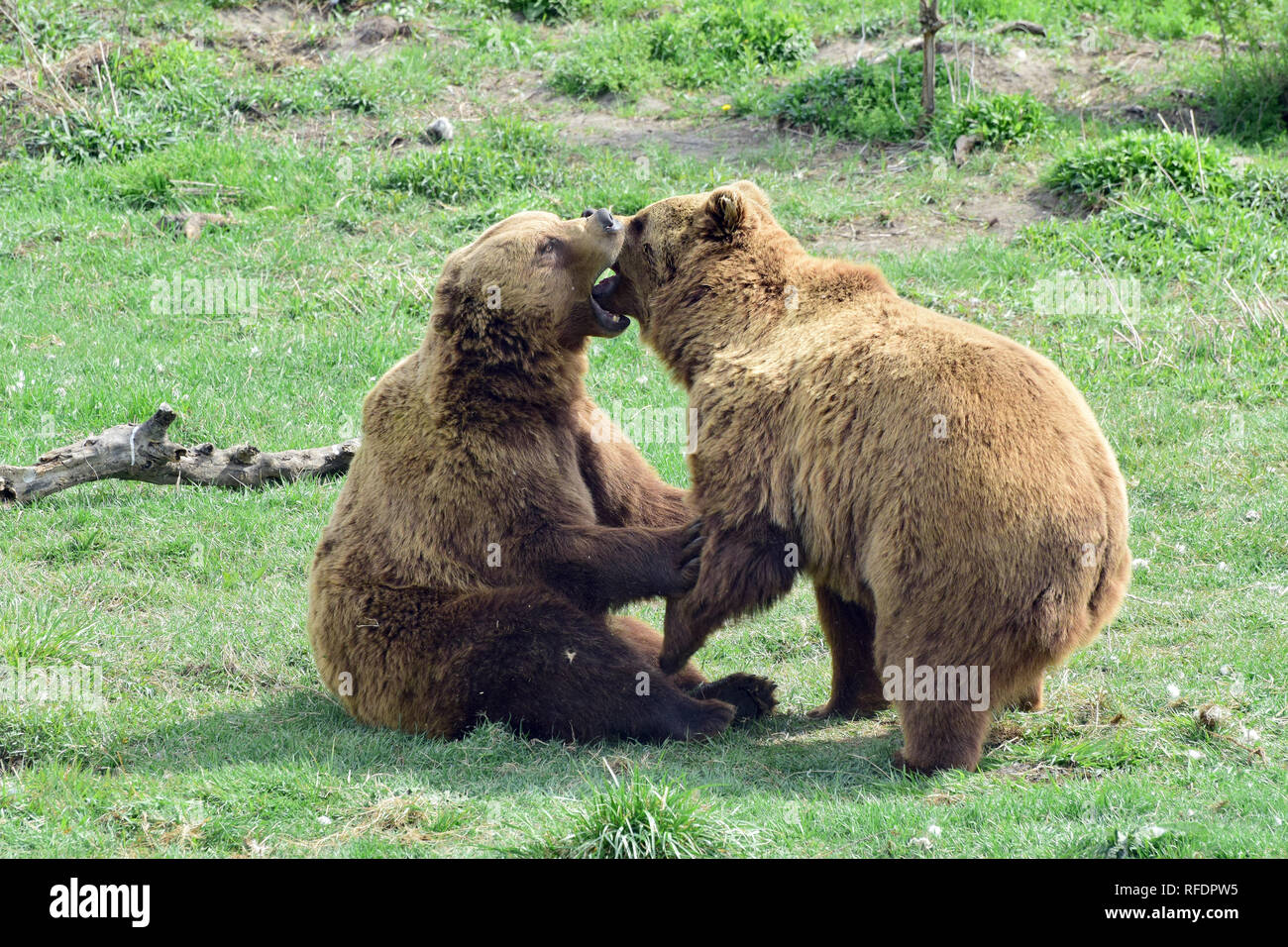 brown bear, Braunbär, barna medve, Ursus arctos Stock Photo - Alamy