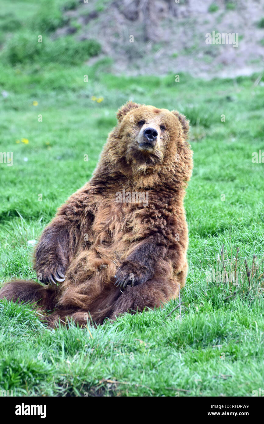 Emlos hi-res stock photography and images - Alamy