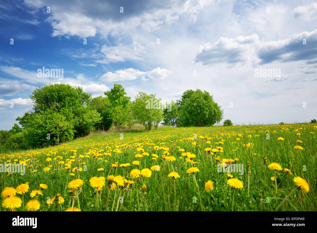 Field with dandelions and blue sky Stock Photo - Alamy