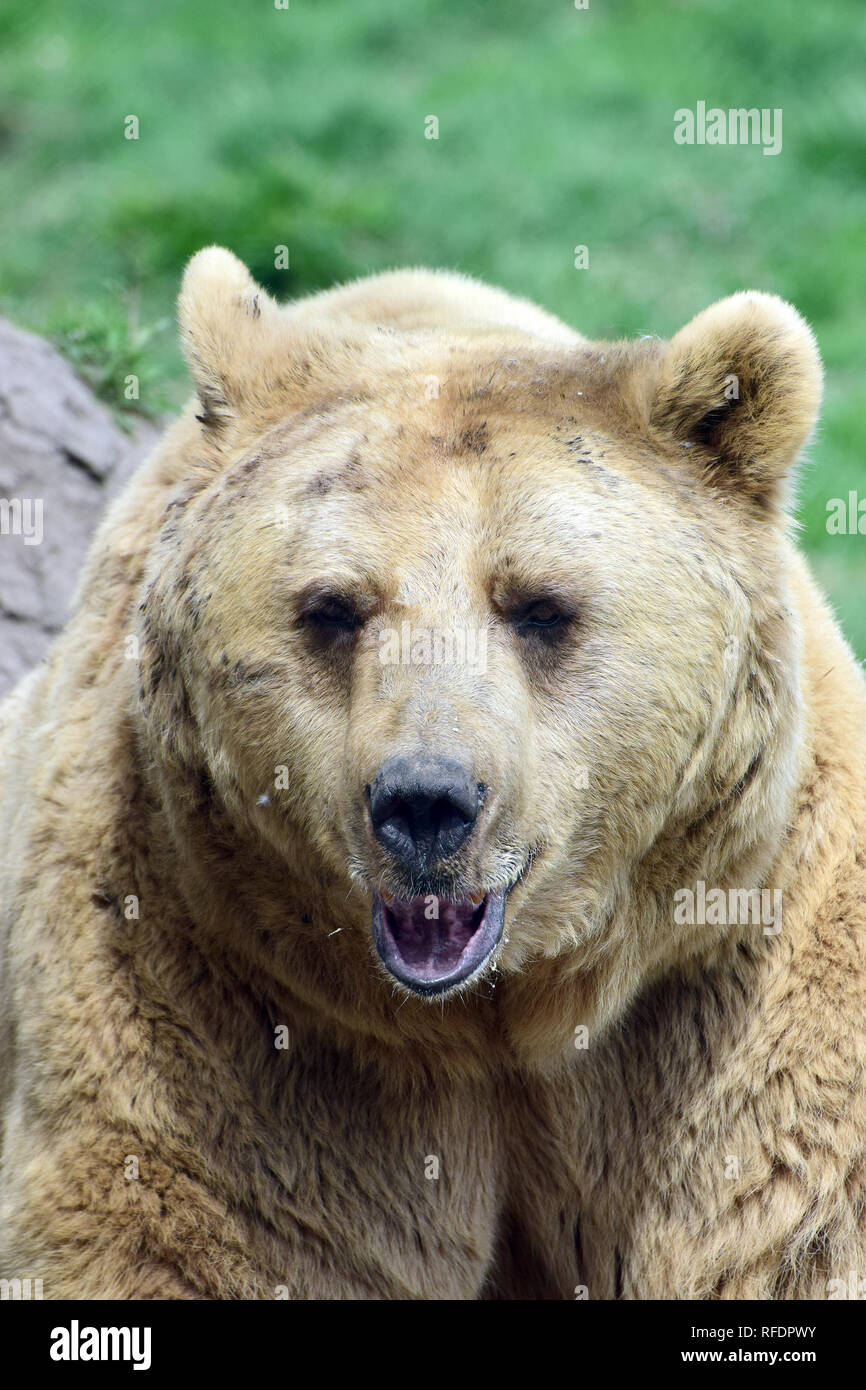 Animal portre hi-res stock photography and images - Alamy
