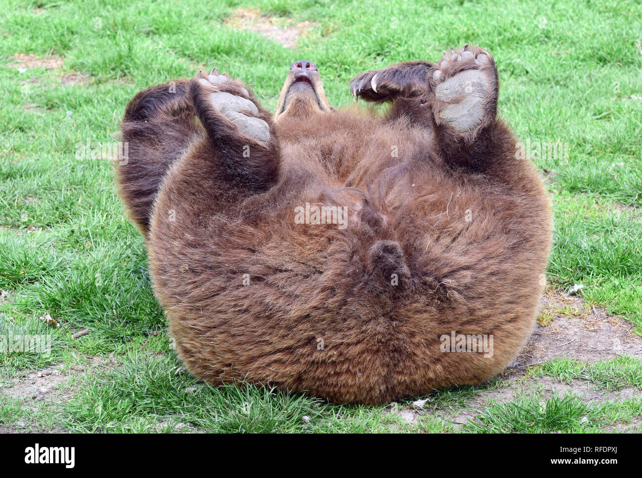 brown bear, Braunbär, barna medve, Ursus arctos Stock Photo - Alamy
