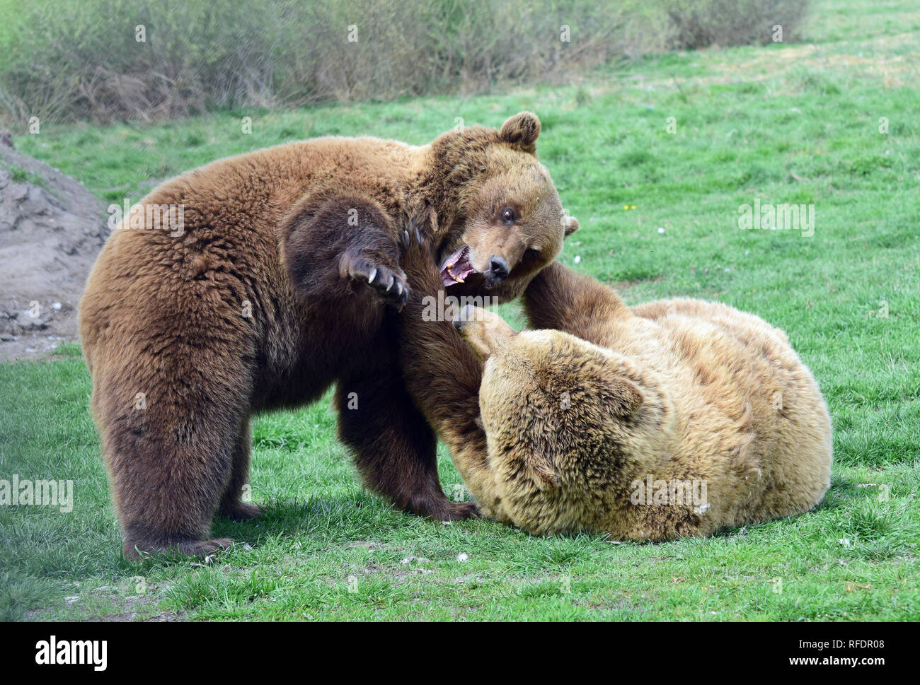 Barna medve hi-res stock photography and images - Alamy