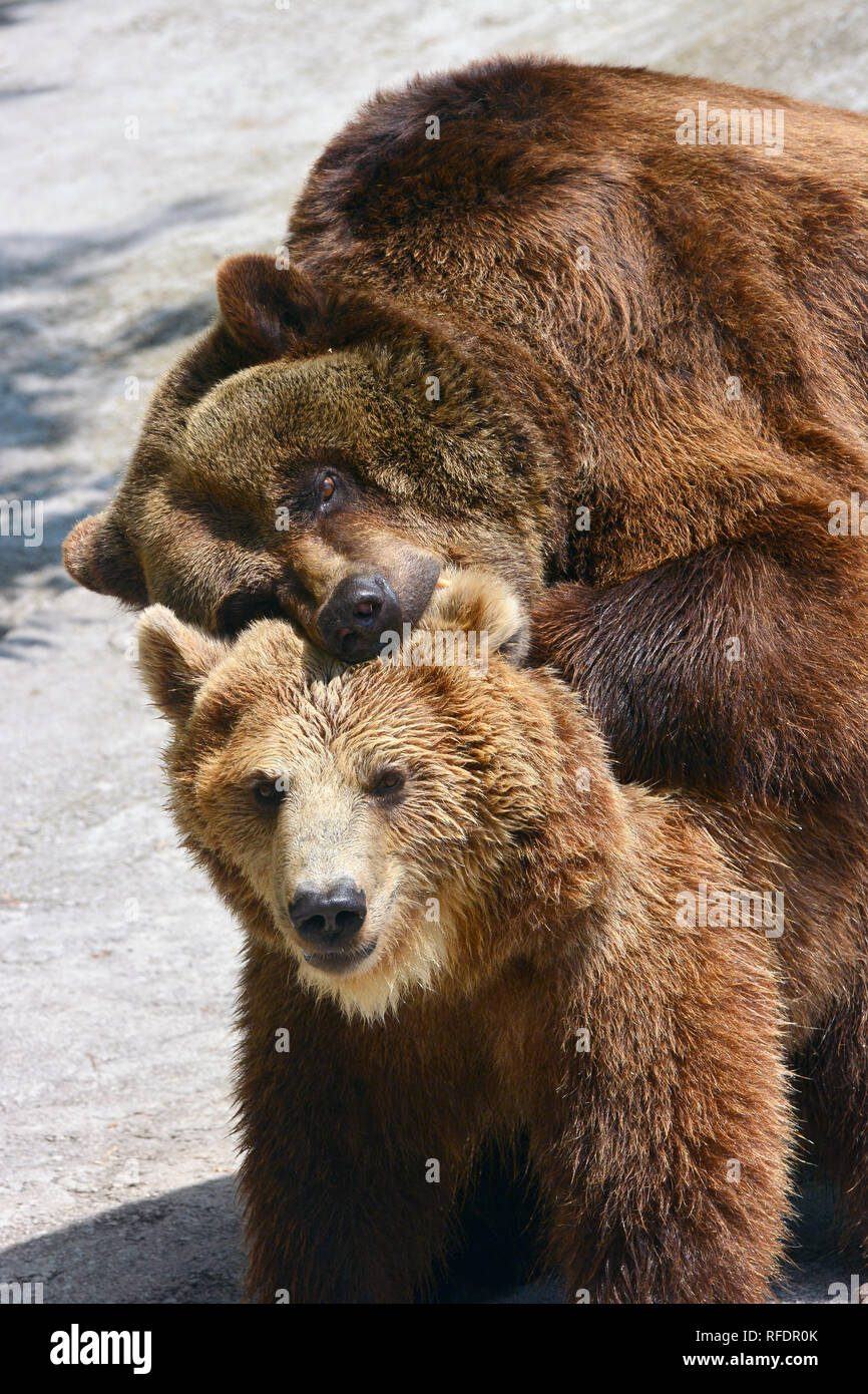 brown bear, Braunbär, barna medve, Ursus arctos Stock Photo - Alamy