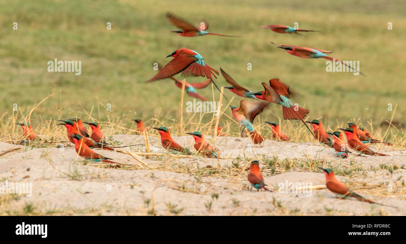 Nests in river banks hi-res stock photography and images - Alamy