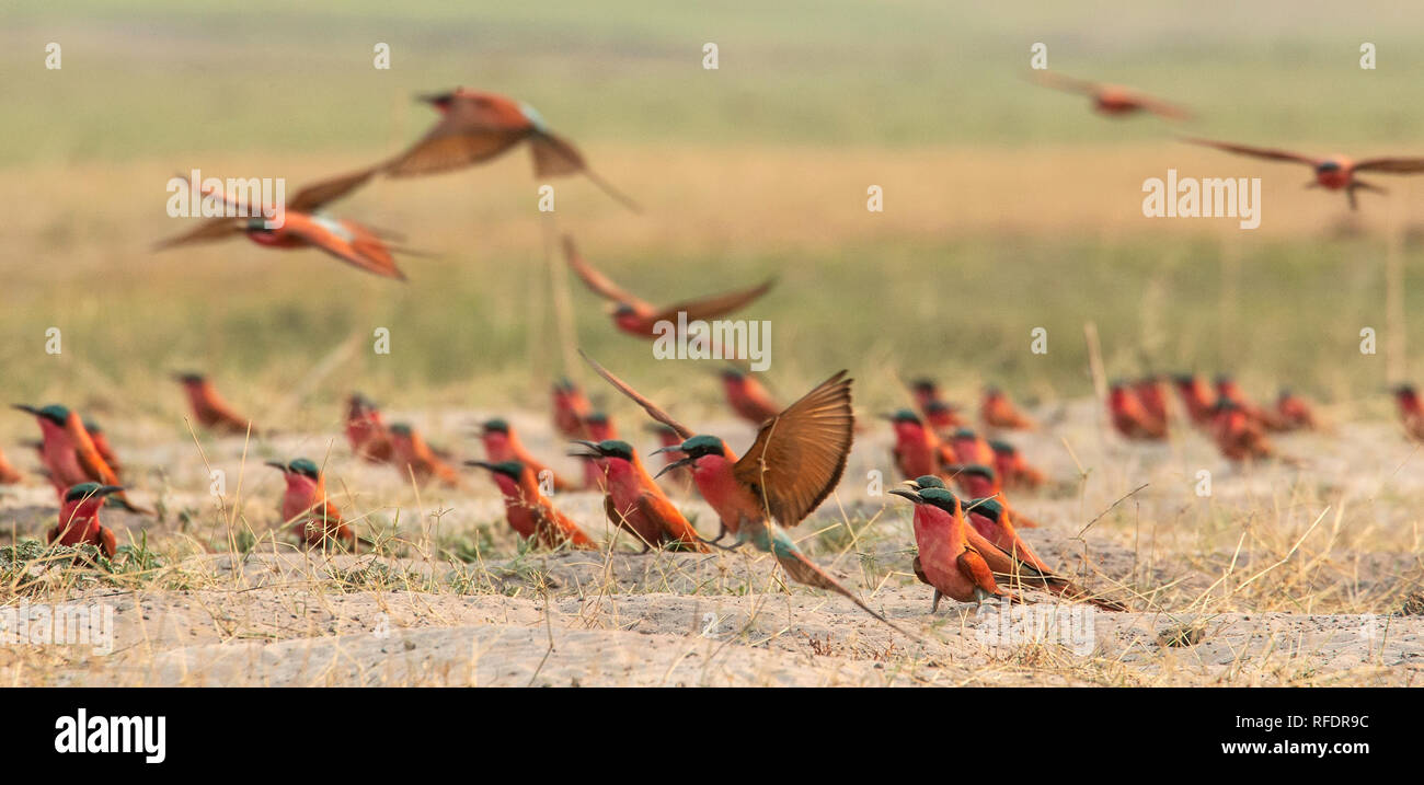 A colony of southern carmine bee-eaters (Merops nubicoides) on the ...