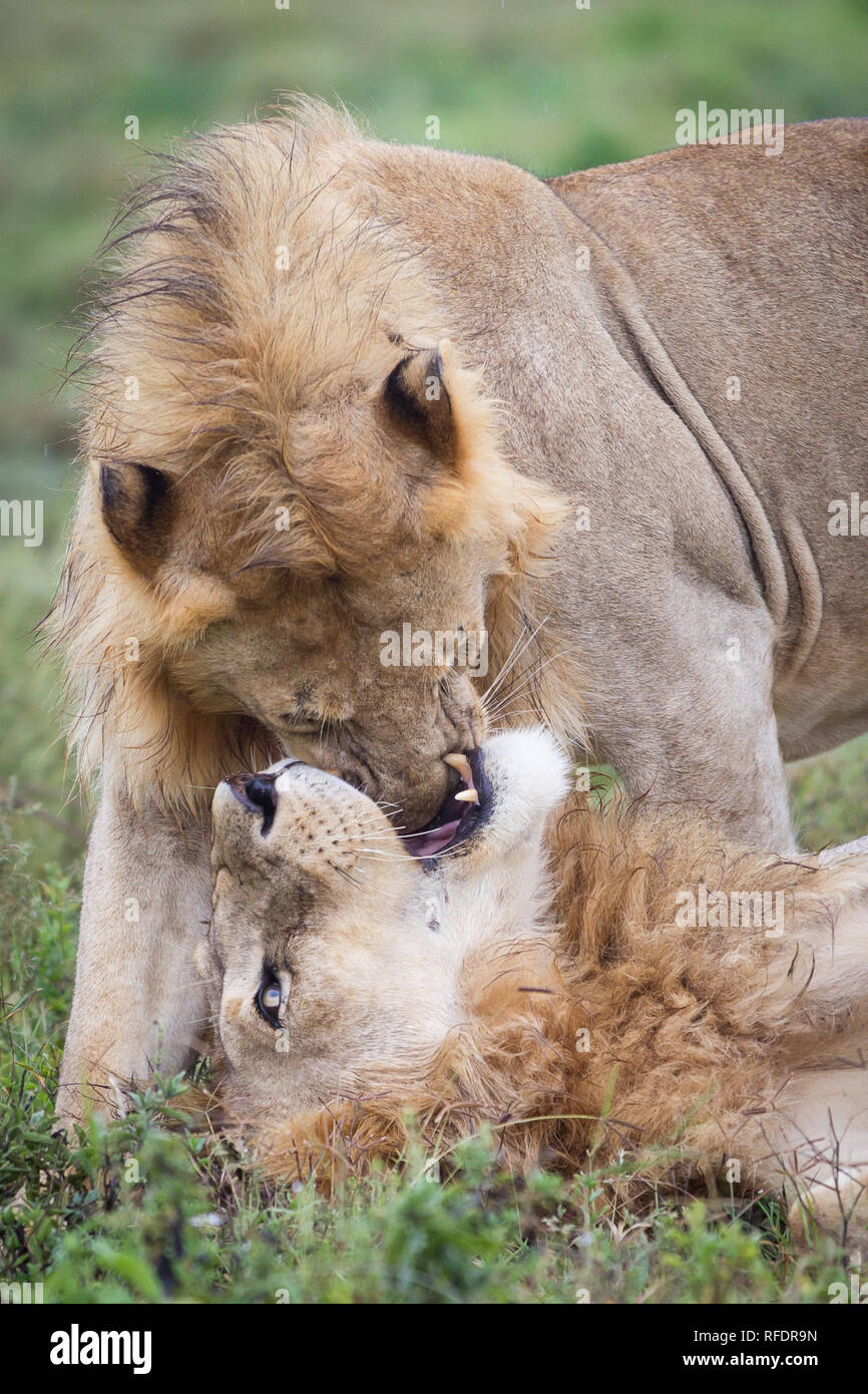 Short grass plains of Serengeti National Park, the Ndutu Region, and ...