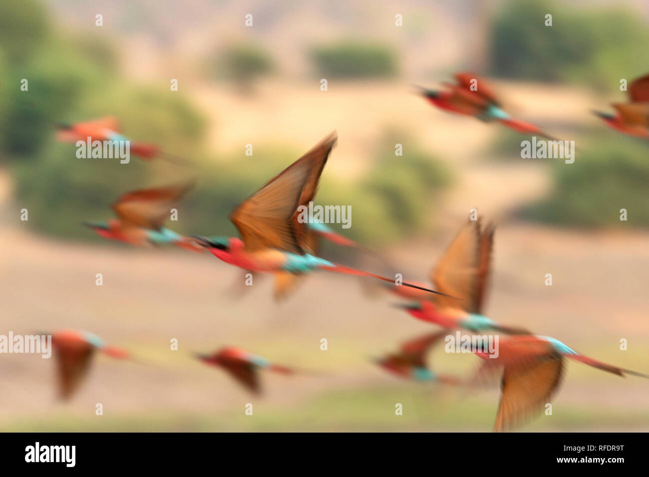 A blur of southern carmine bee-eaters (Merops nubicoides) flying above ...