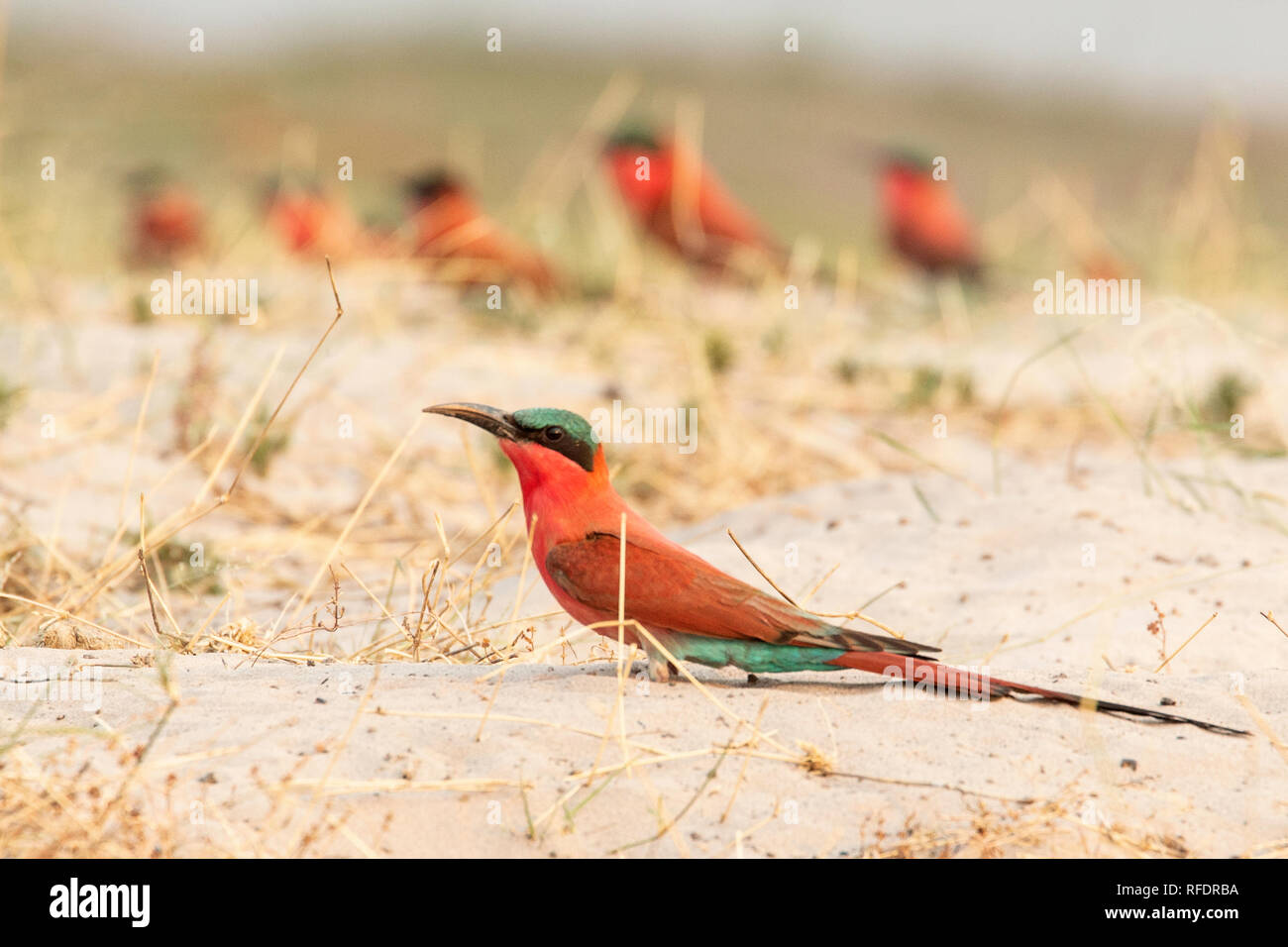 A southern carmine bee-eaters (Merops nubicoides) on the ground near ...