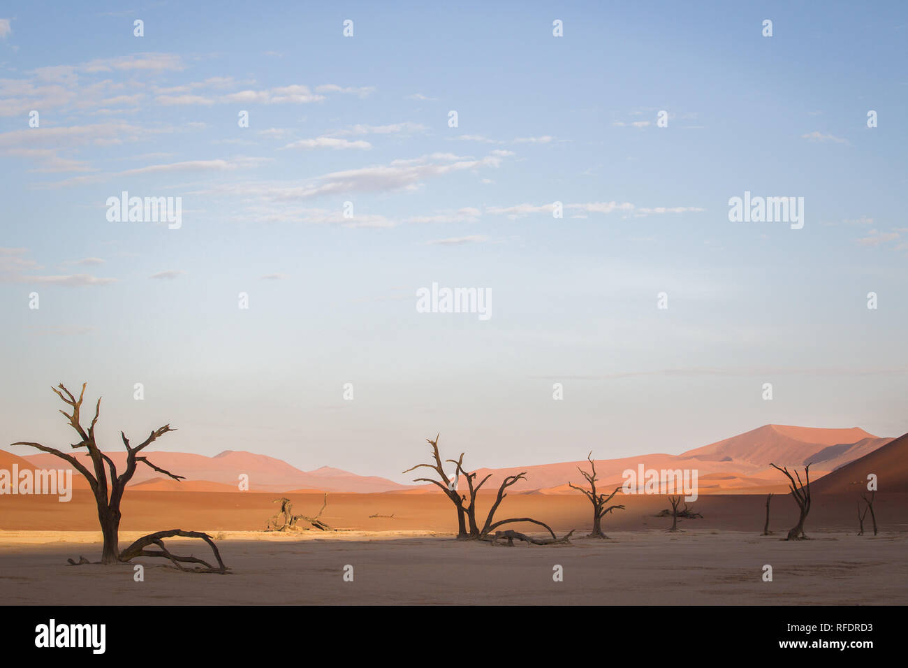 Skeleton tree in deadvlei hi-res stock photography and images - Alamy
