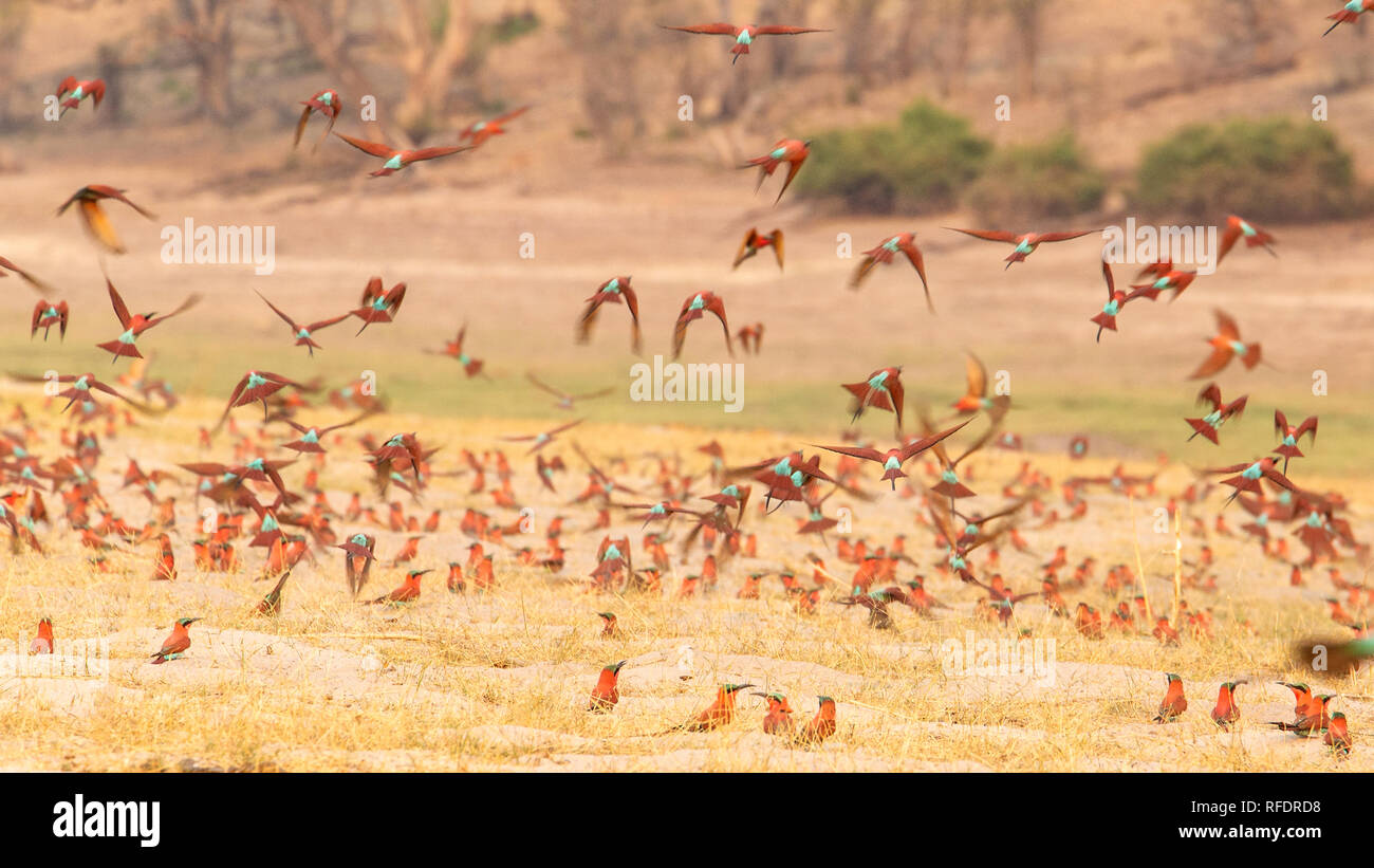 A colony of southern carmine bee-eaters (Merops nubicoides) on the ...