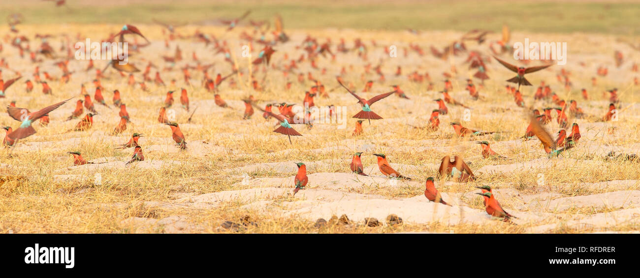 A colony of southern carmine bee-eaters (Merops nubicoides) on the ...