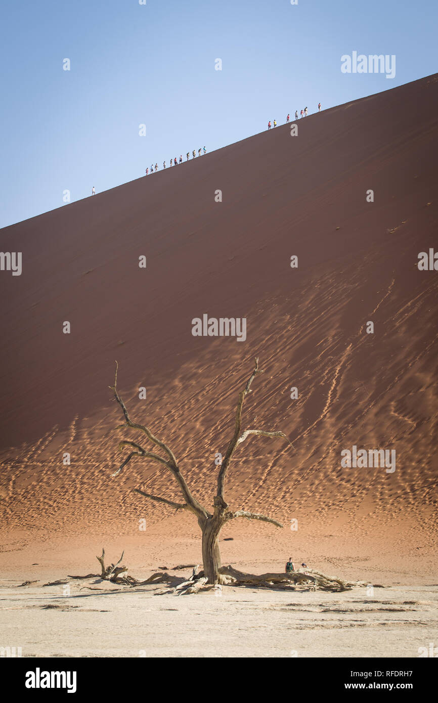 Skeleton tree in deadvlei hi-res stock photography and images - Alamy