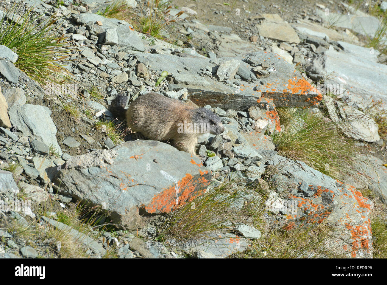 alpine marmot, Alpenmurmeltier, marmotte des Alpes, Marmota marmota, havasi mormota, Alps ...