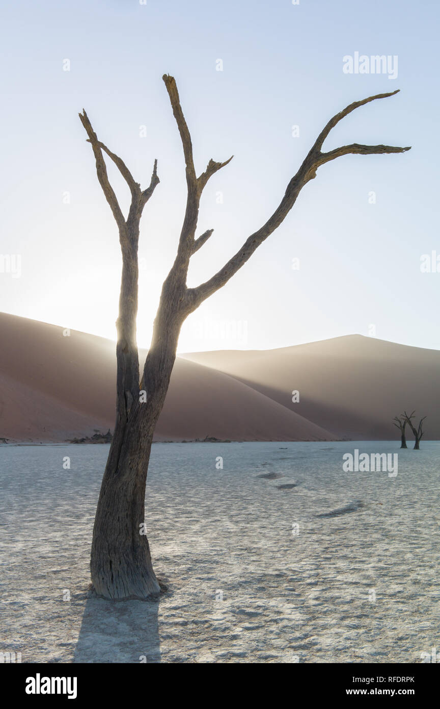 Camel thorn tree in image hi-res stock photography and images - Alamy