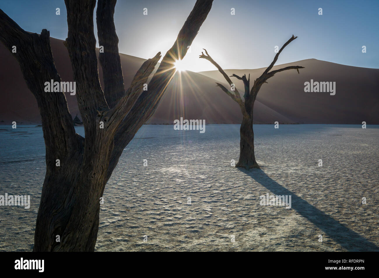 Camel thorn tree in image hi-res stock photography and images - Alamy