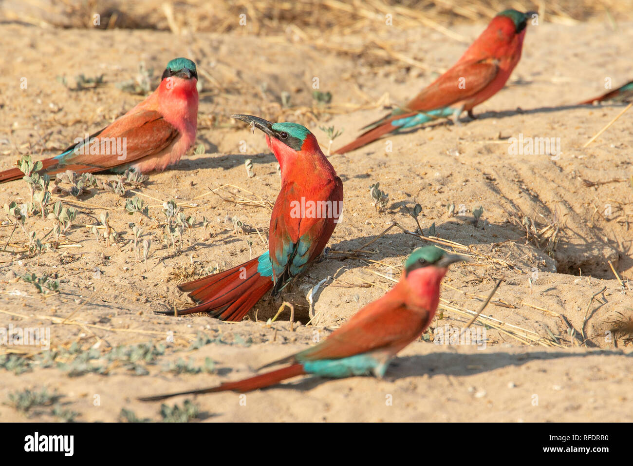 Four bee eaters hi-res stock photography and images - Alamy