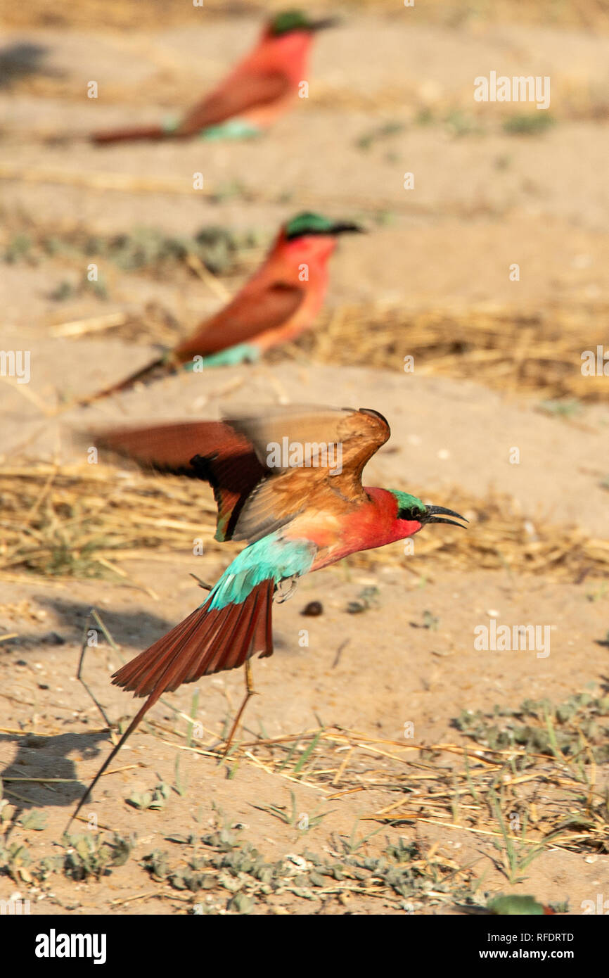 A southern carmine bee-eater (Merops nubicoides) taking off from its ...