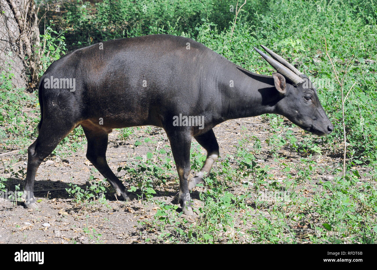Bubalus depressicornis hi-res stock photography and images - Alamy