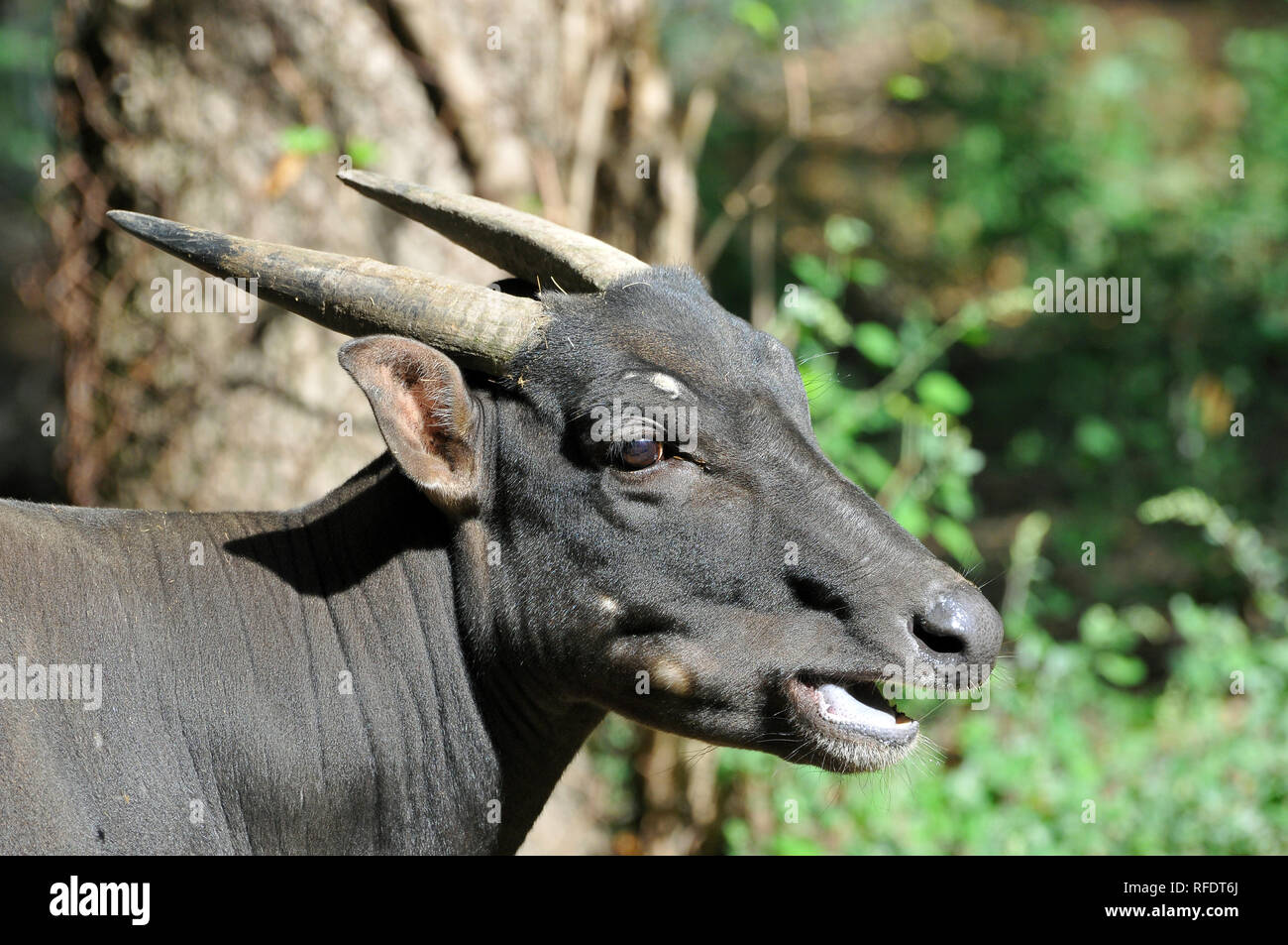 lowland anoa, midget buffalo and sapiutan, Flachland-Anoa, alföldi anoa ...