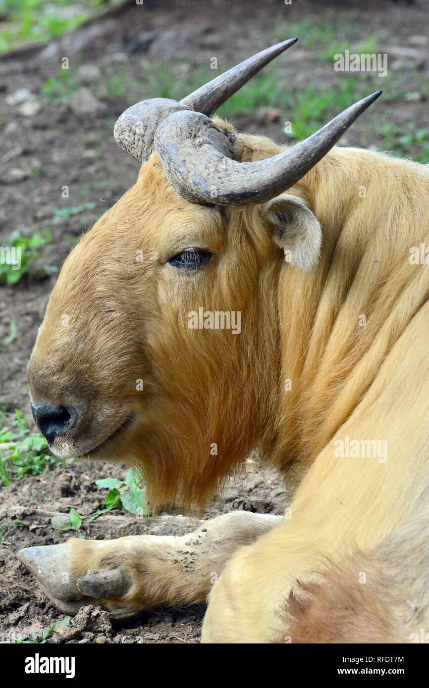 Takin Stock Photos & Takin Stock Images - Alamy