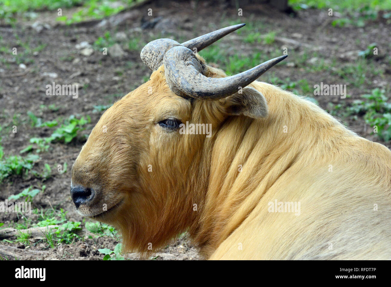 Goldener takin hi-res stock photography and images - Alamy