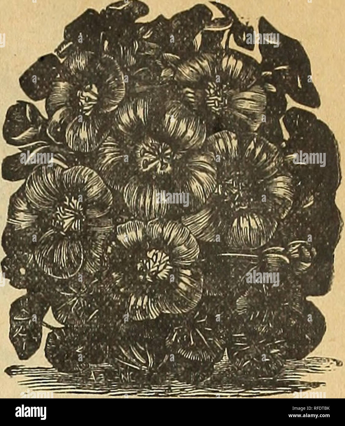 Theodore hardy hi-res stock photography and images - Alamy