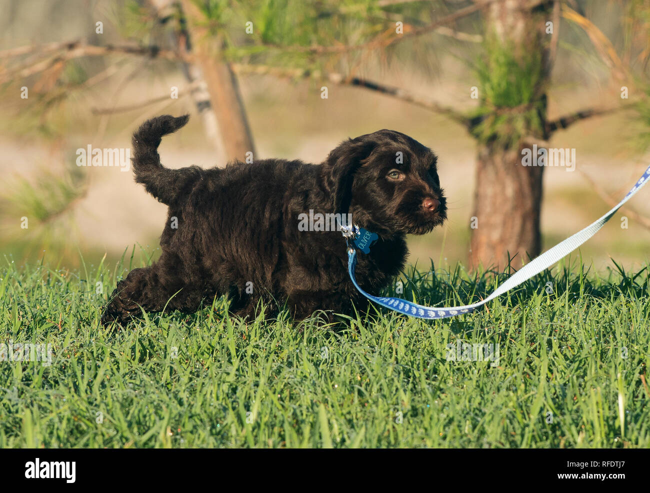 Puppy leash hi-res stock photography and images - Alamy