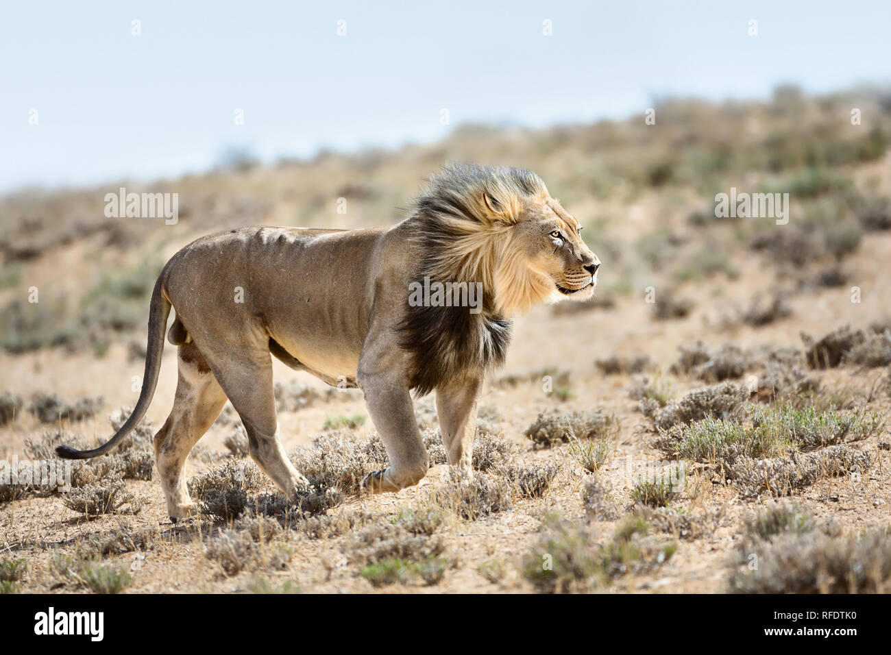 Male lion in the wind hi-res stock photography and images - Alamy