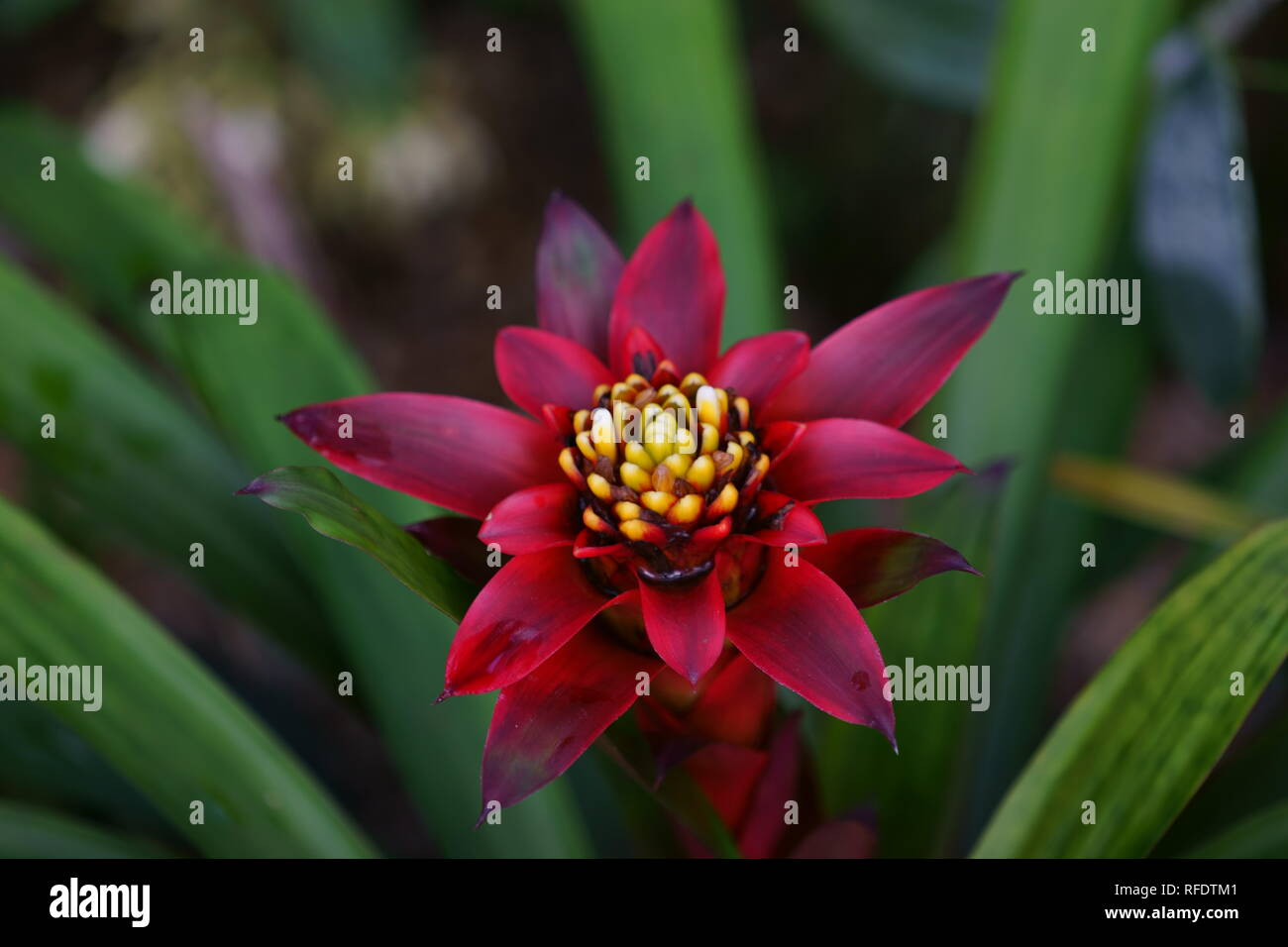Caribbean plants hi-res stock photography and images - Alamy