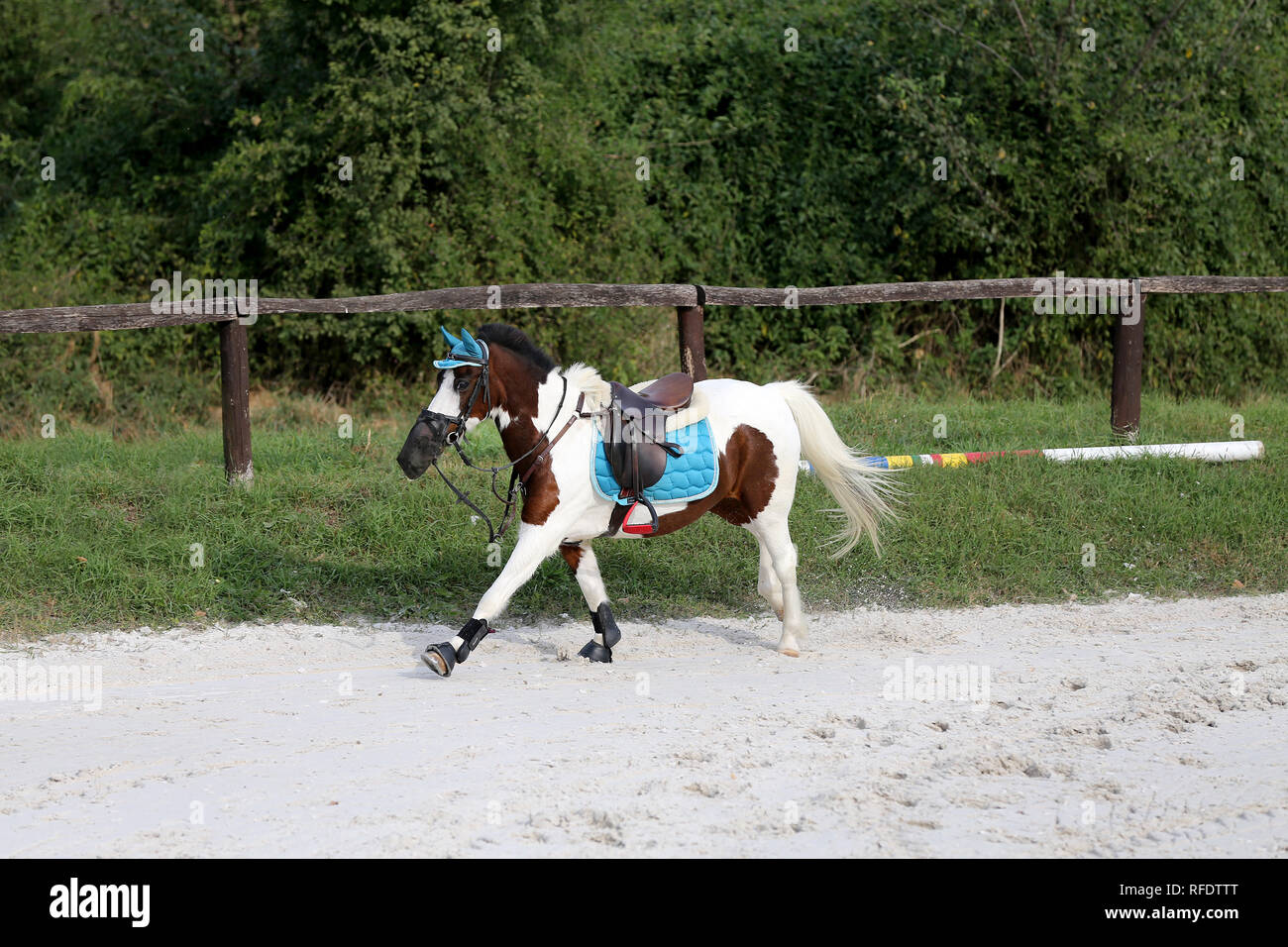 Jumping horse without rider hi-res stock photography and images - Alamy