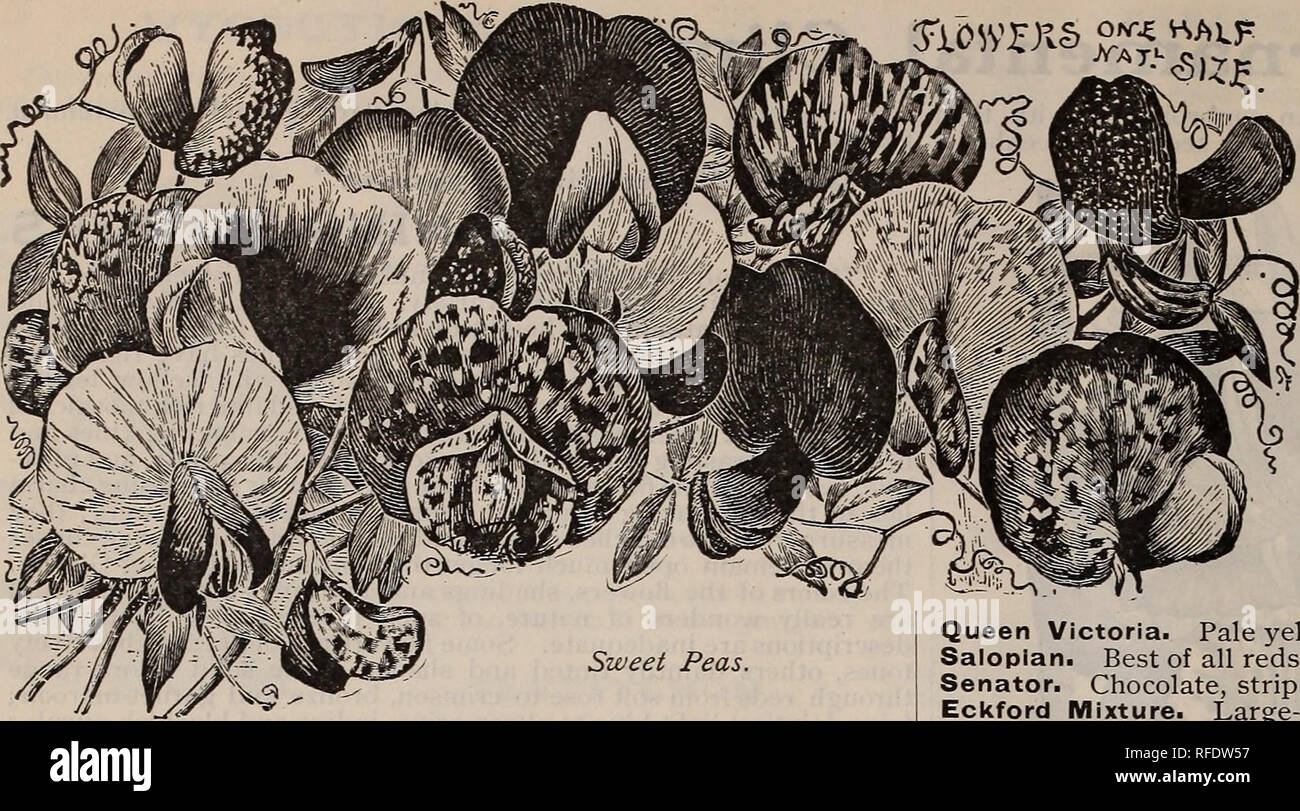 Barrett hedges hi-res stock photography and images - Alamy