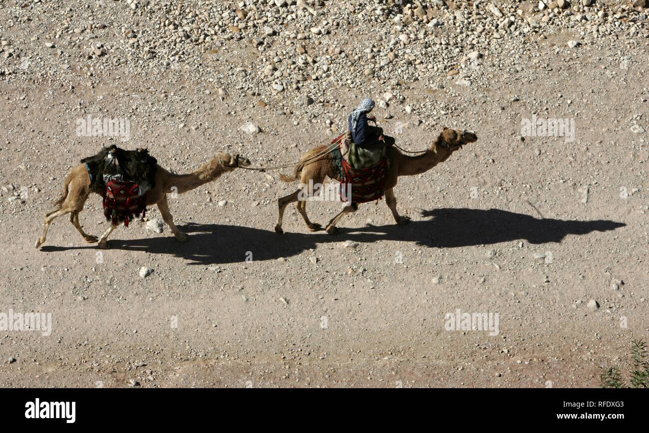 JOR, Jordan, Petra: Guides waiting for guests, who want to ride into ...