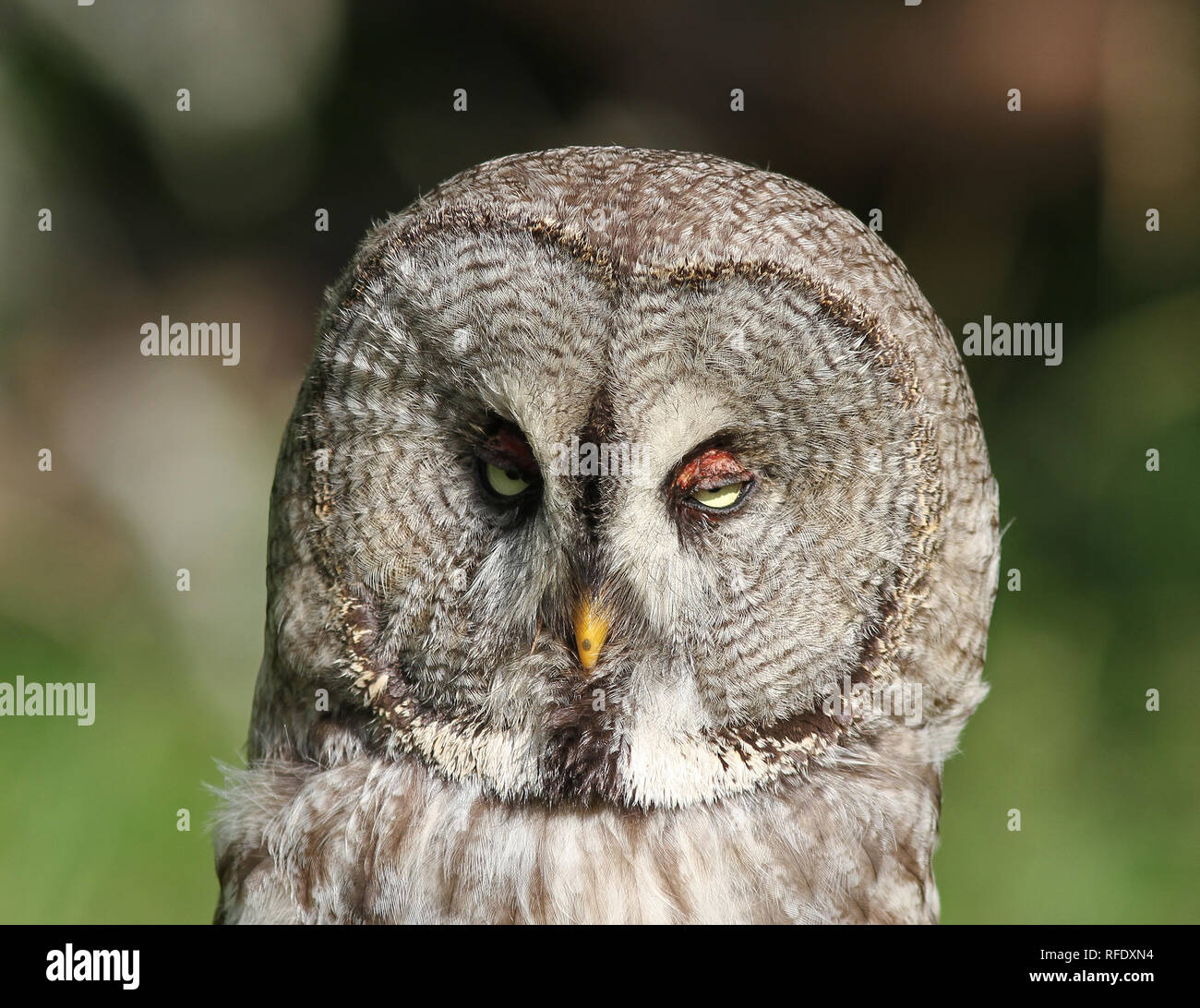 Great grey owl / Blinking owl / Owl head Stock Photo - Alamy