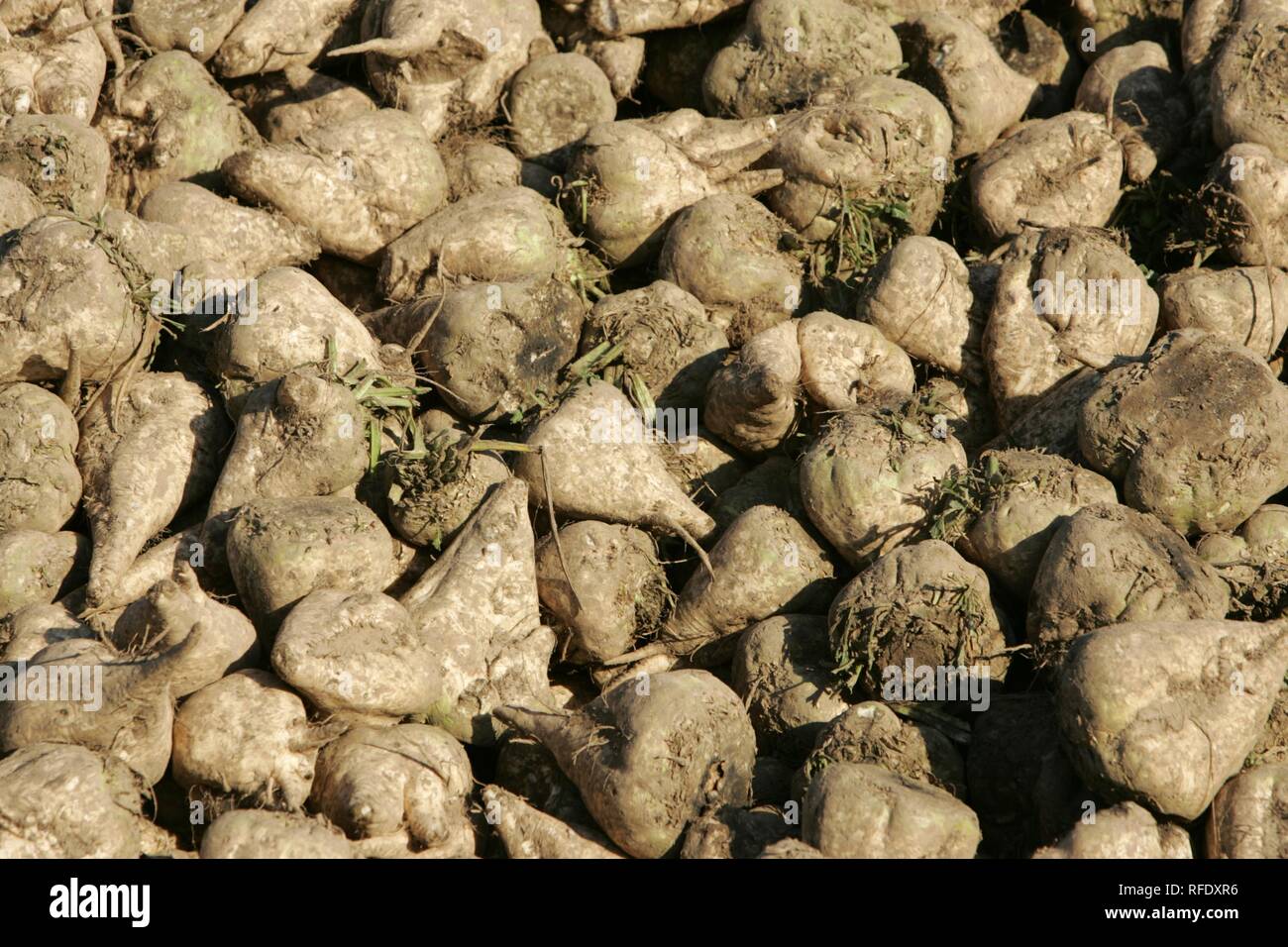 Beet piles hi-res stock photography and images - Alamy