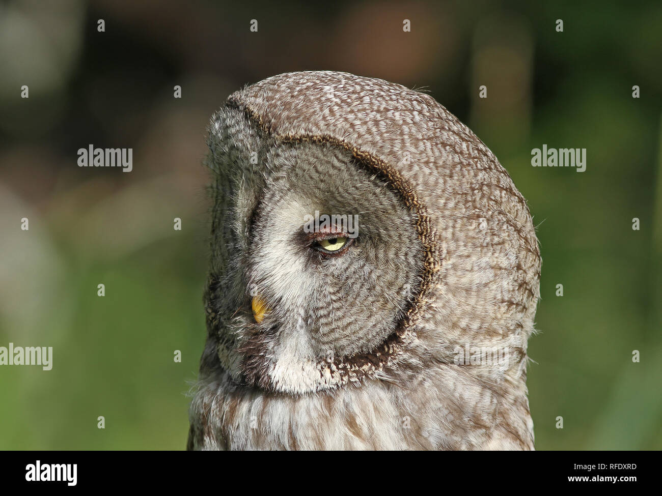 Owl eyes sleepy hi-res stock photography and images - Alamy