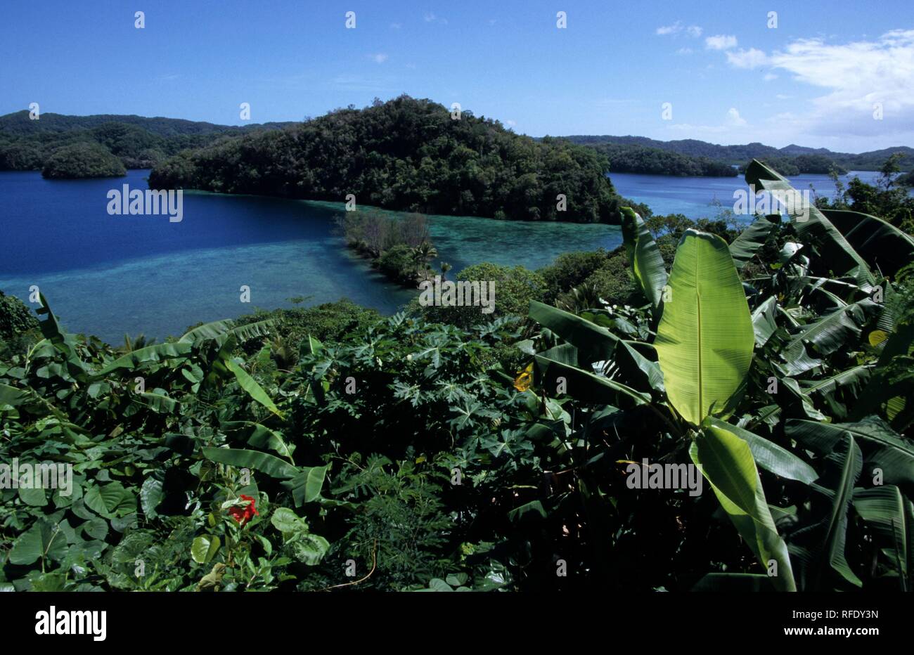 Rock Islands, tropical vegetation, Palau, Micronesia Stock Photo - Alamy