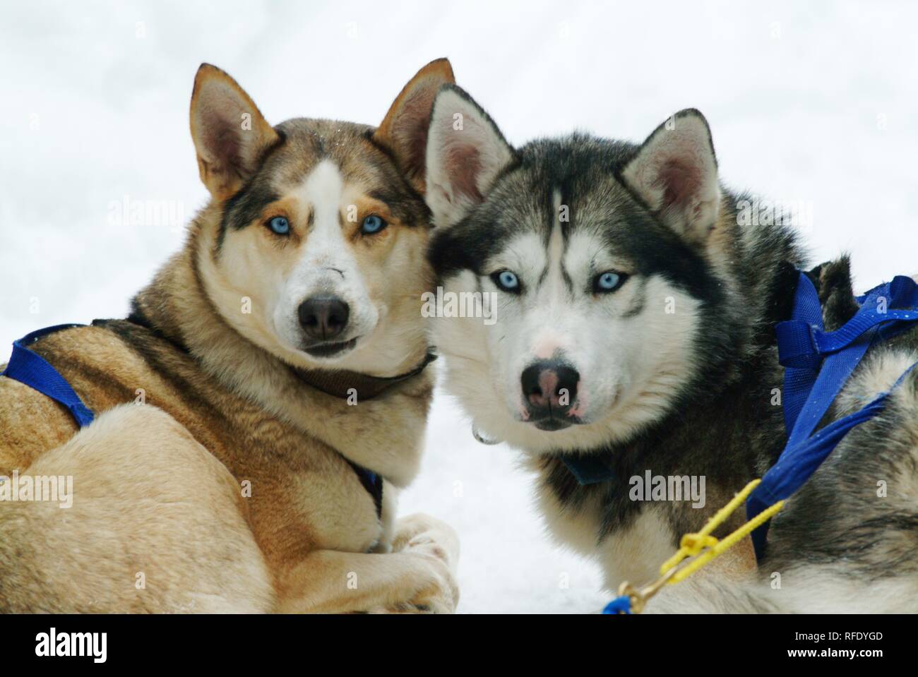 CAN, Canada, Quebec: sledge dogs Stock Photo - Alamy