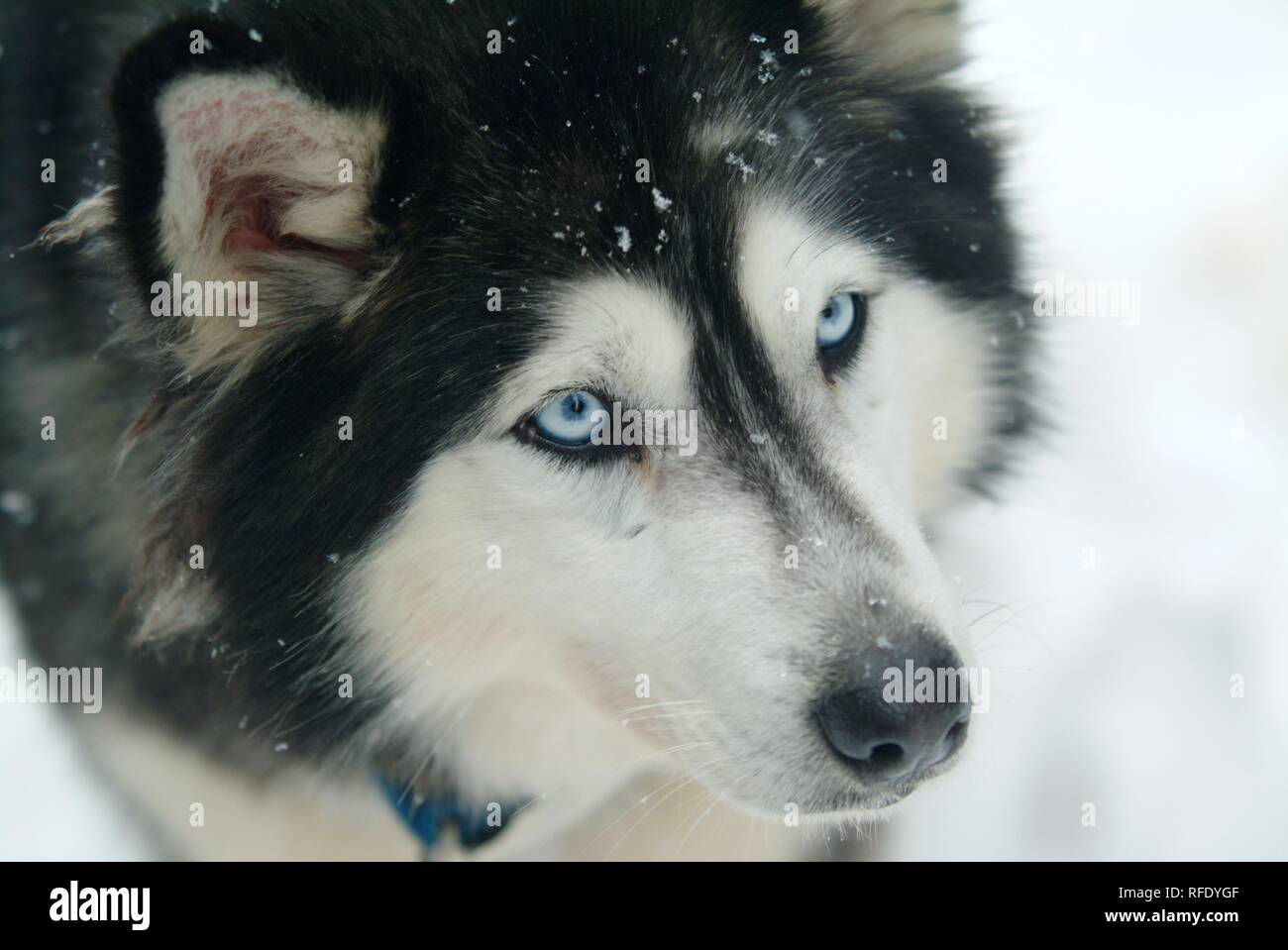 CAN, Canada, Quebec: sledge dog Stock Photo - Alamy