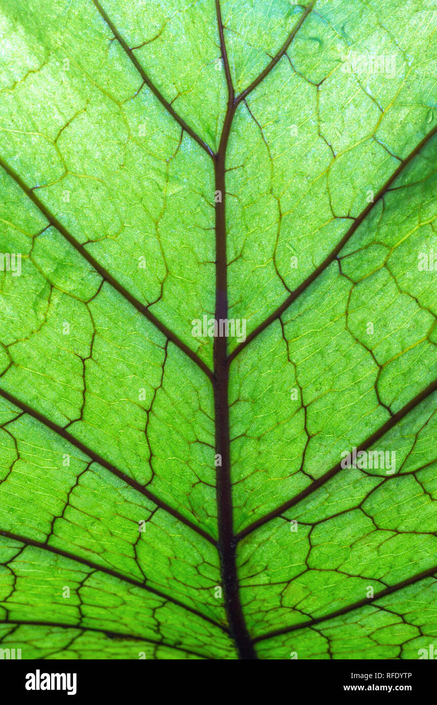 Texture of Green leaves in natural light Stock Photo - Alamy